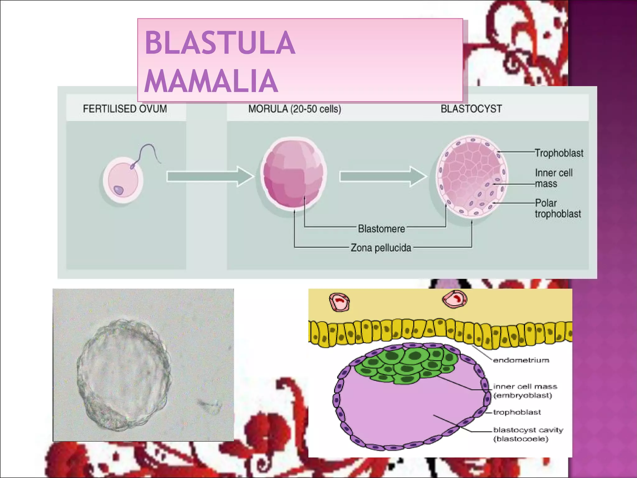 BIOUnnes_Blastulasi | PPT