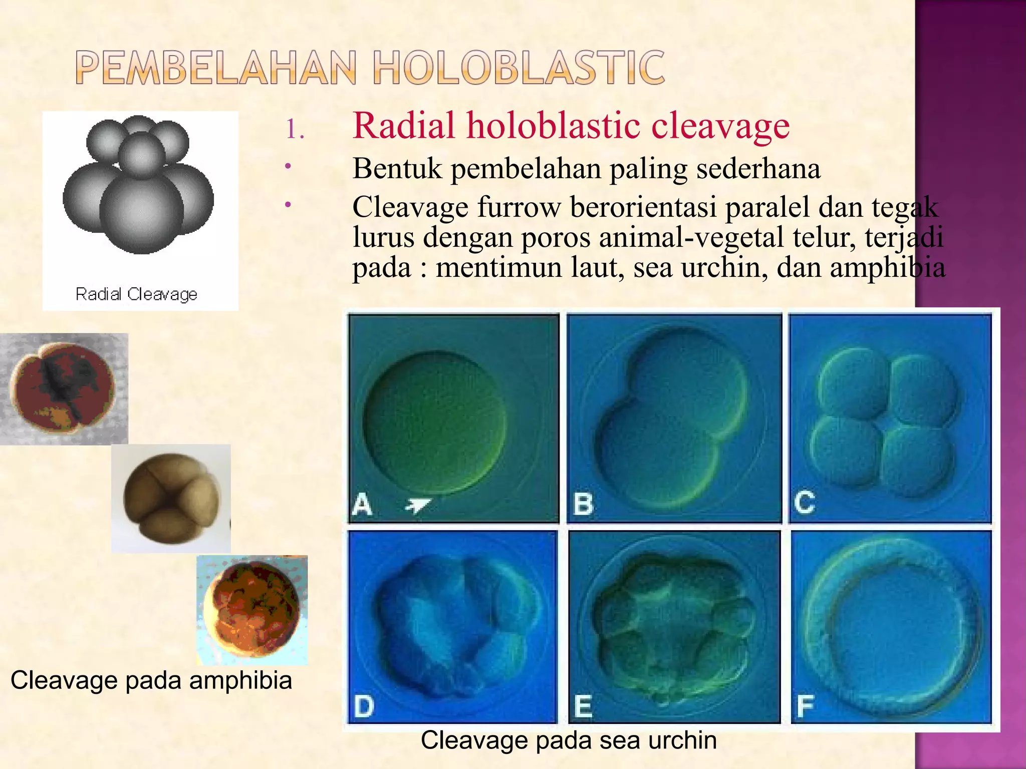 BIOUnnes_Blastulasi | PPT