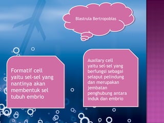 BIOUnnes_Blastulasi | PPT