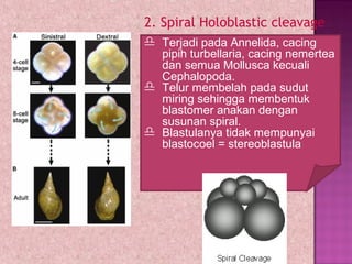 BIOUnnes_Blastulasi | PPT