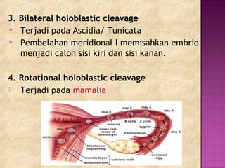 BIOUnnes_Blastulasi | PPT