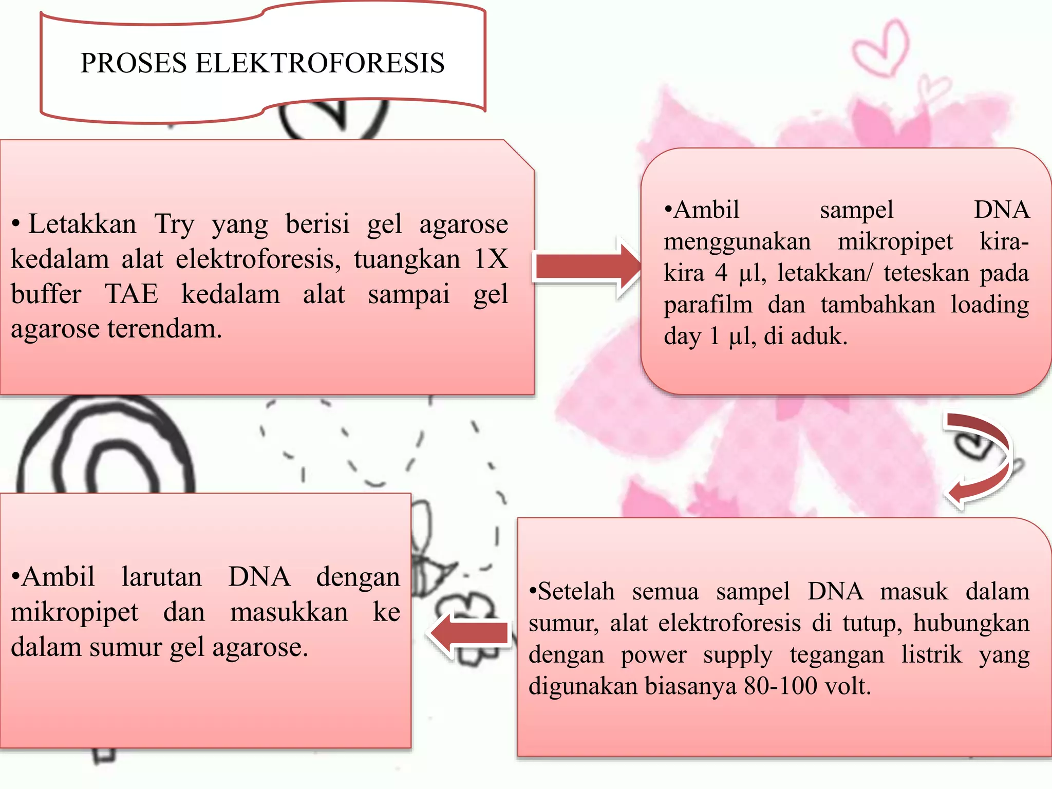 BIOUnnes_Elektroforesis | PPTX