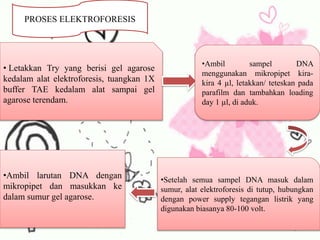 BIOUnnes_Elektroforesis | PPTX