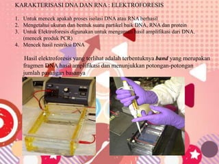 BIOUnnes_Elektroforesis | PPTX