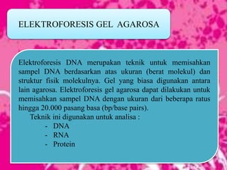 BIOUnnes_Elektroforesis | PPTX