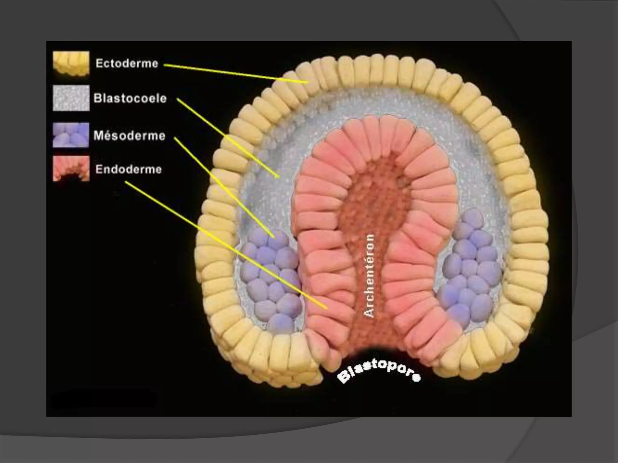 BIOUnnes_Gastrula & Neurula | PPTX