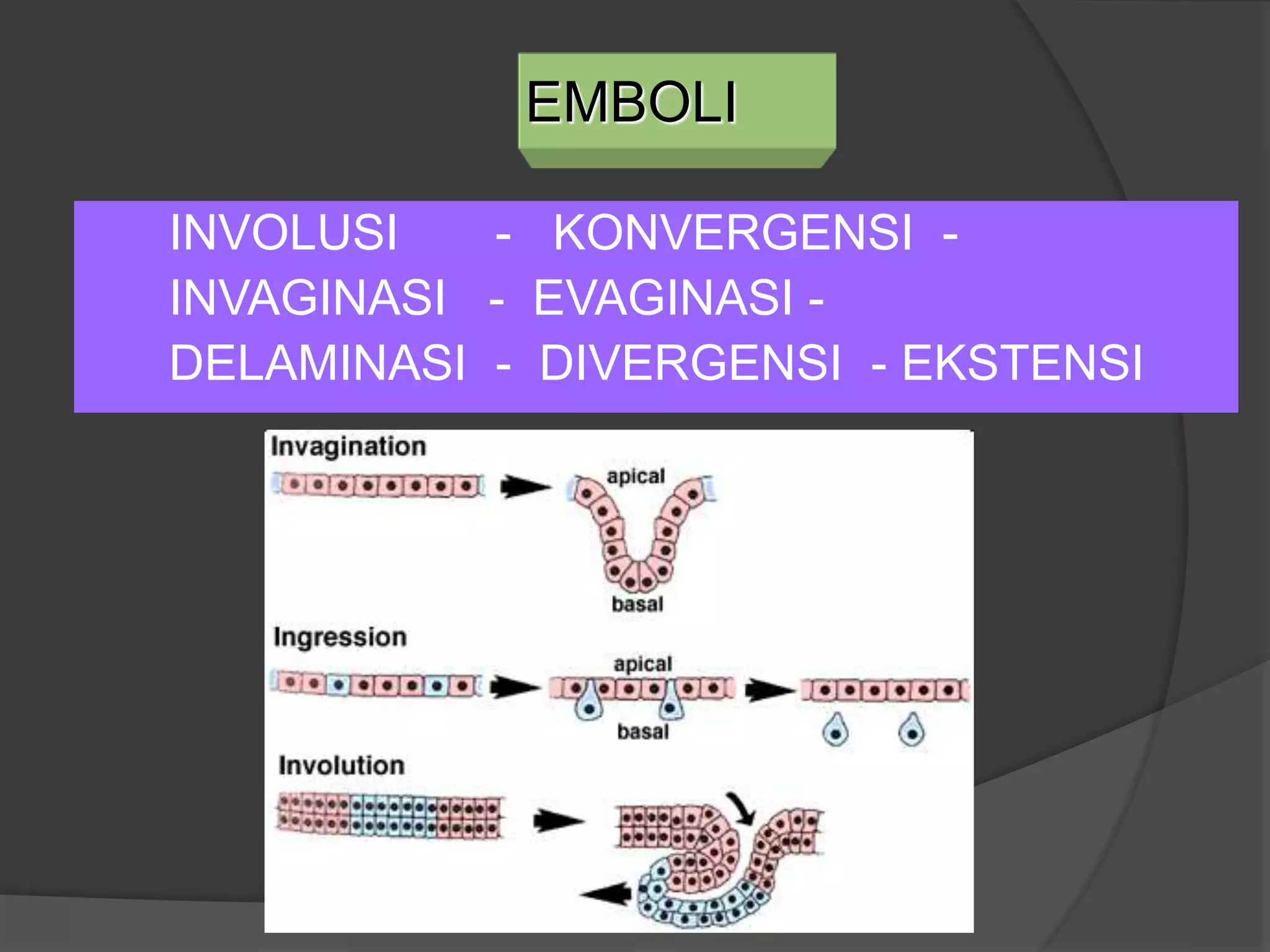 BIOUnnes_Gastrula & Neurula | PPTX