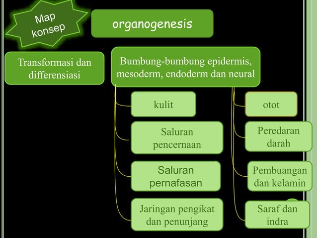BIOUnnes_Organogenesis | PPT