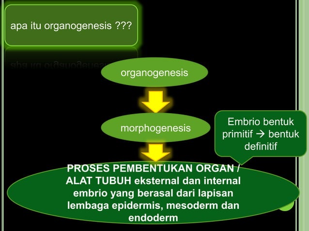 BIOUnnes_Organogenesis | PPT
