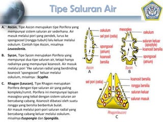 filum porifera materi kelas X | PPTX