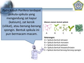 filum porifera materi kelas X | PPTX