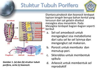 filum porifera materi kelas X | PPTX