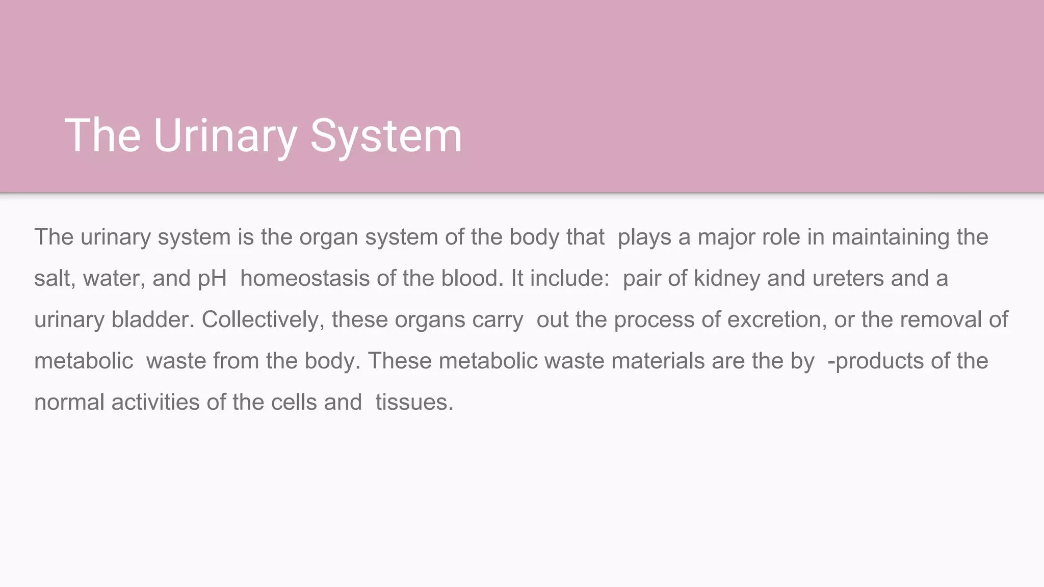 urinary system | PPT