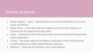 urinary system | PPT