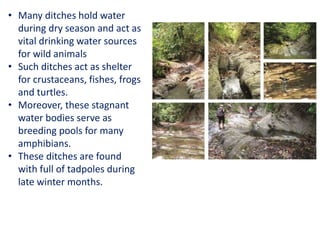 Biodiversity of Chittagong hill tracks.pptx