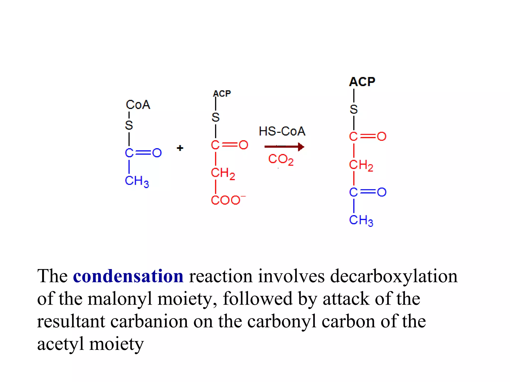 Biosynthesis Of Fatty Acids Sir Khalid Biochem Ppt