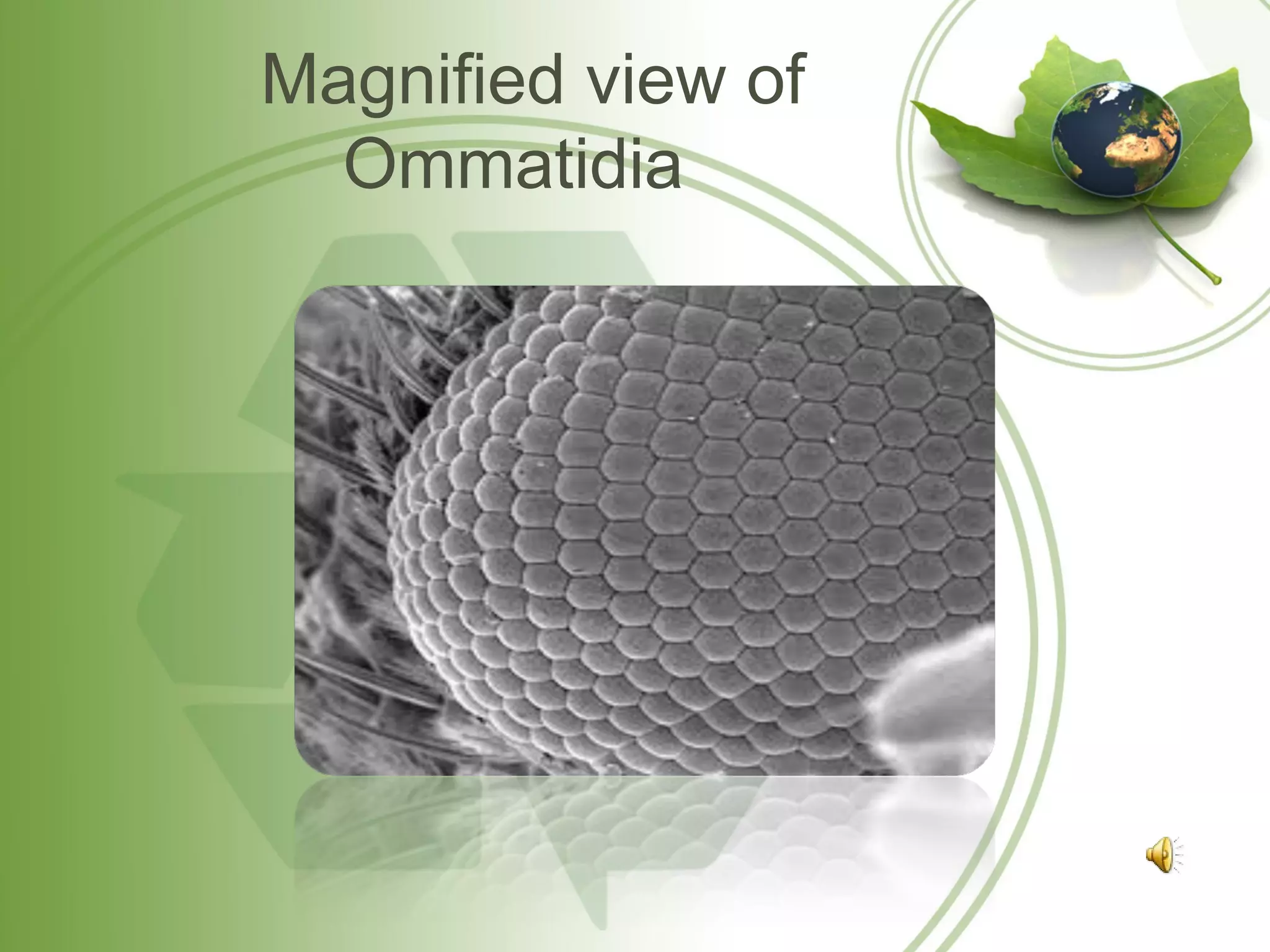 Biomimicry of Abedus Herberti