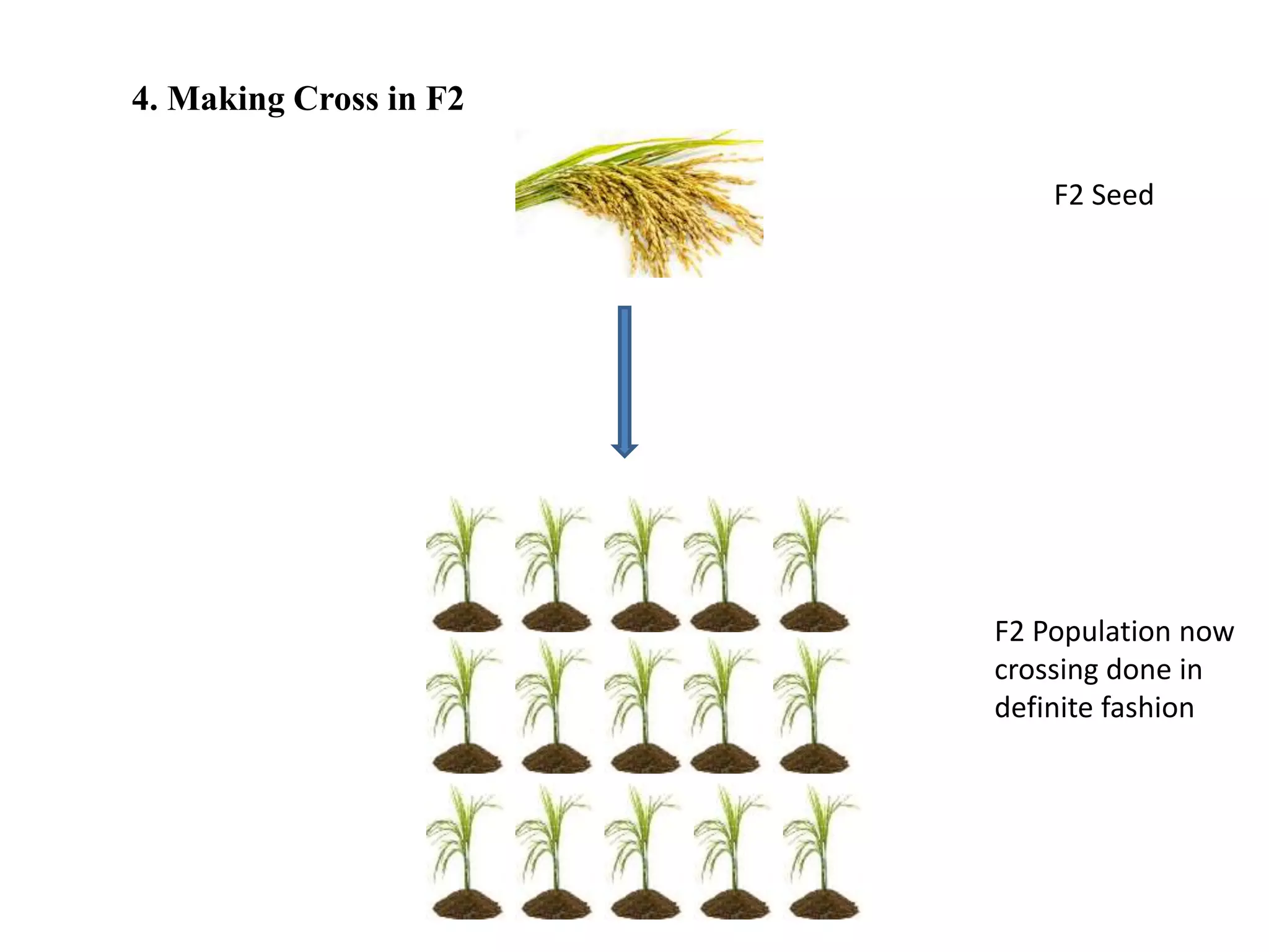 Biparental mating design | PPTX