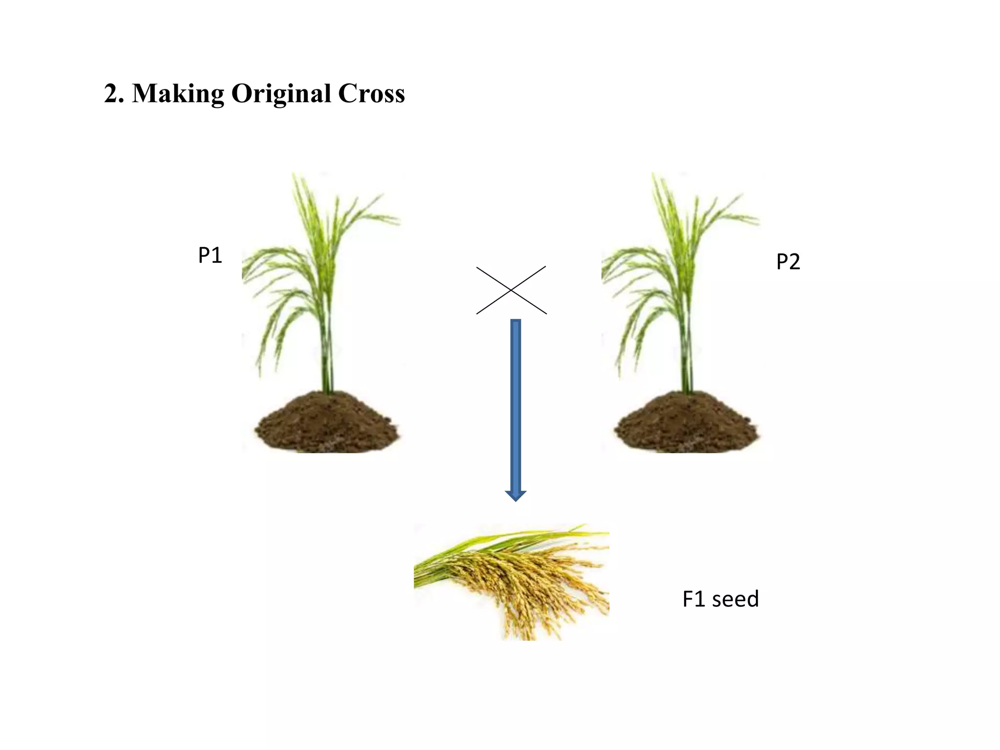Biparental mating design | PPTX