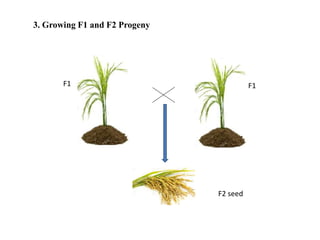 Biparental mating design | PPTX