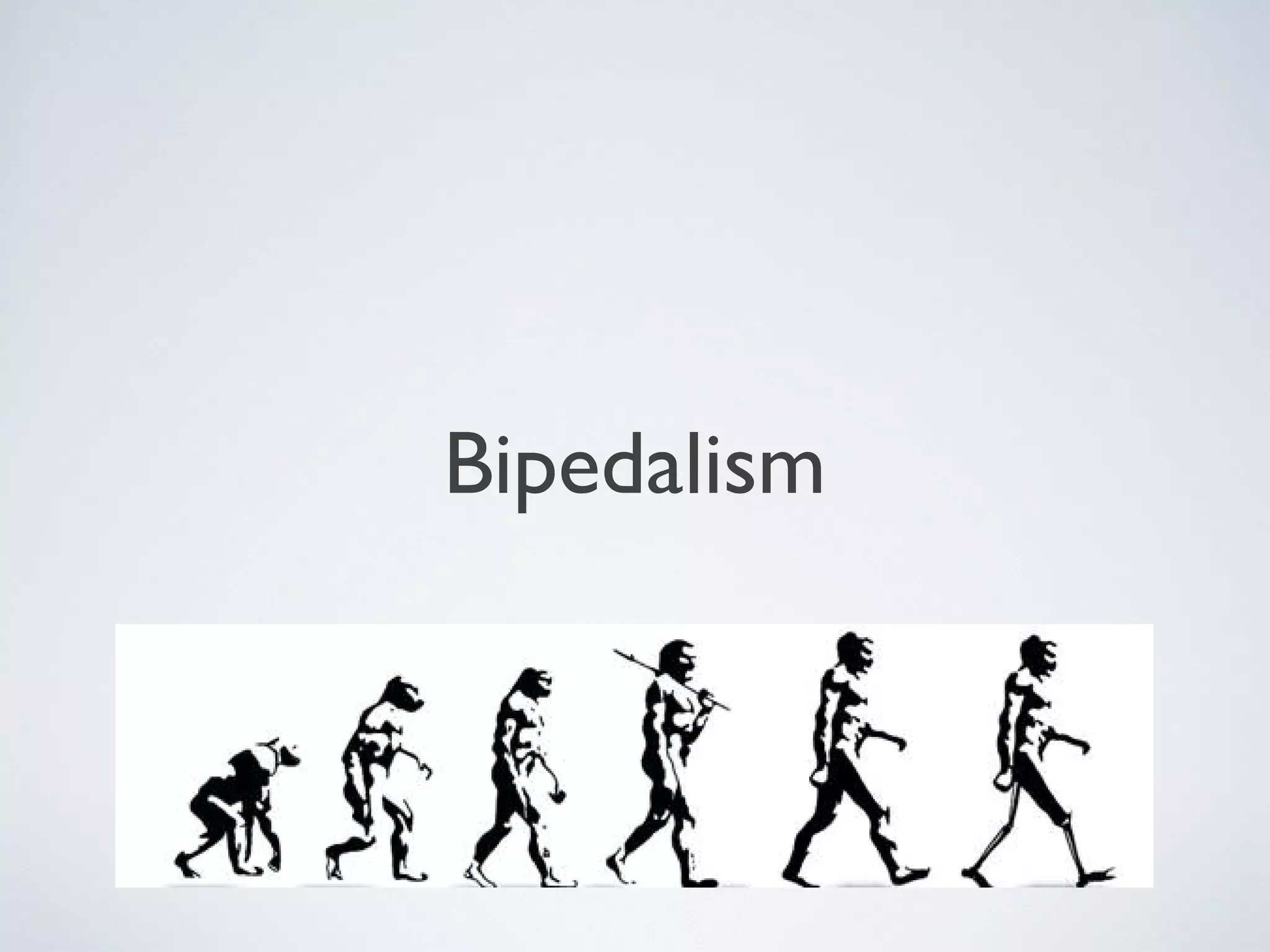Bipedalism | PPT
