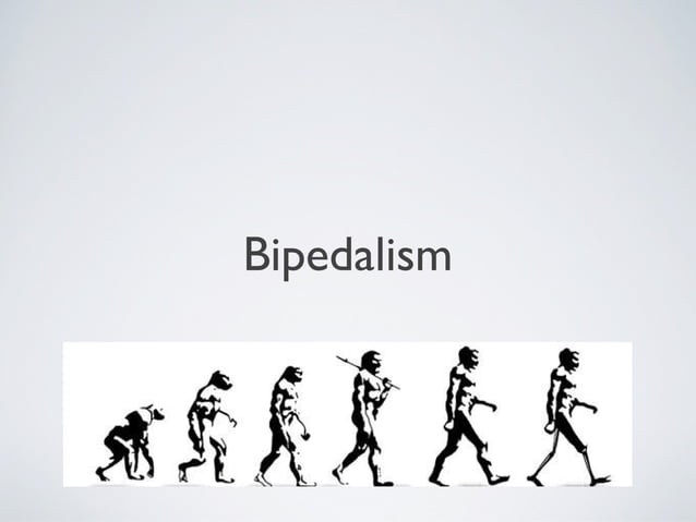 Bipedalism | PPT | Foot Health | Diseases and Conditions
