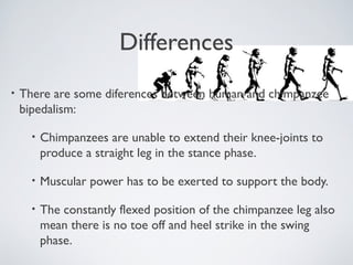 Bipedalism | PPT