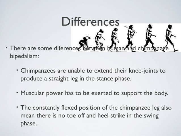 Bipedalism | PPT | Foot Health | Diseases and Conditions