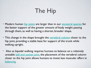 Bipedalism | PPT