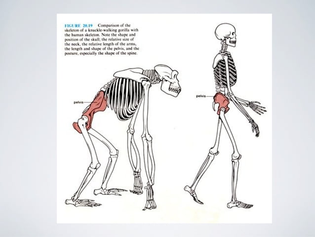 Bipedalism | PPT | Foot Health | Diseases and Conditions