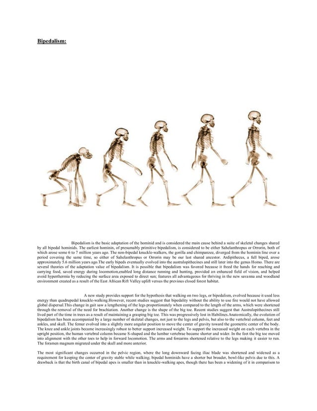 Bipedalism | PDF