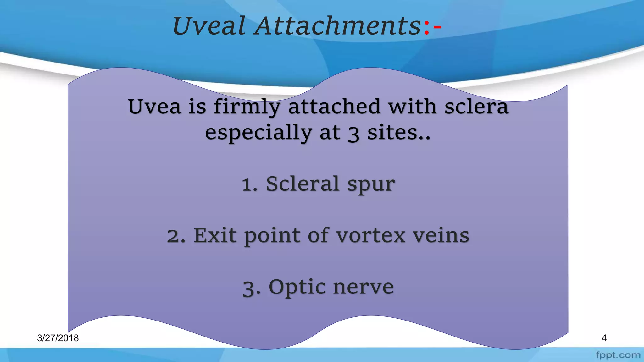 Real Anatomy of UVEA. | PPT