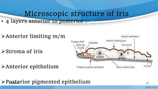 Real Anatomy of UVEA. | PPTX
