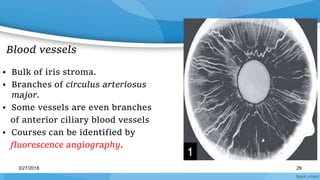 Real Anatomy of UVEA. | PPTX