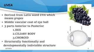 Real Anatomy of UVEA. | PPTX