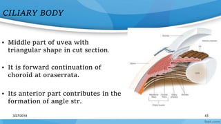 Real Anatomy of UVEA. | PPTX