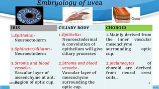 Real Anatomy of UVEA. | PPTX