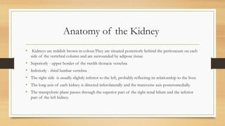 Renal anatomy and physiology bipin renal.pptx