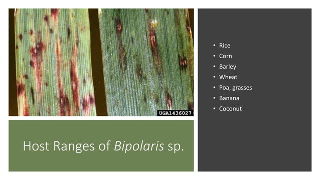 Hemp Leaf Spot: Bipolaris spp. Causing Severe Losses | PPT