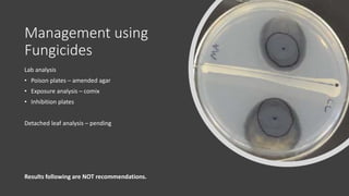 Hemp Leaf Spot: Bipolaris spp. Causing Severe Losses | PPTX