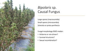 Hemp Leaf Spot: Bipolaris spp. Causing Severe Losses | PPTX