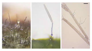 Hemp Leaf Spot: Bipolaris spp. Causing Severe Losses | PPTX
