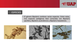 BIPOLARIS Y PARACOCCIDIOIDES BRASILIENSIS.pptx