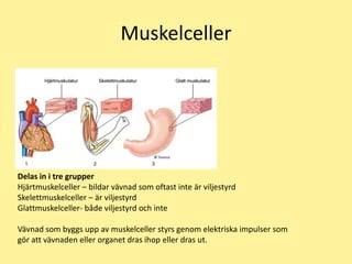 Bi pp från cell till organsystem | PPTX