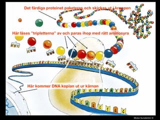Bi pp genetik dna och kromosom | PPT