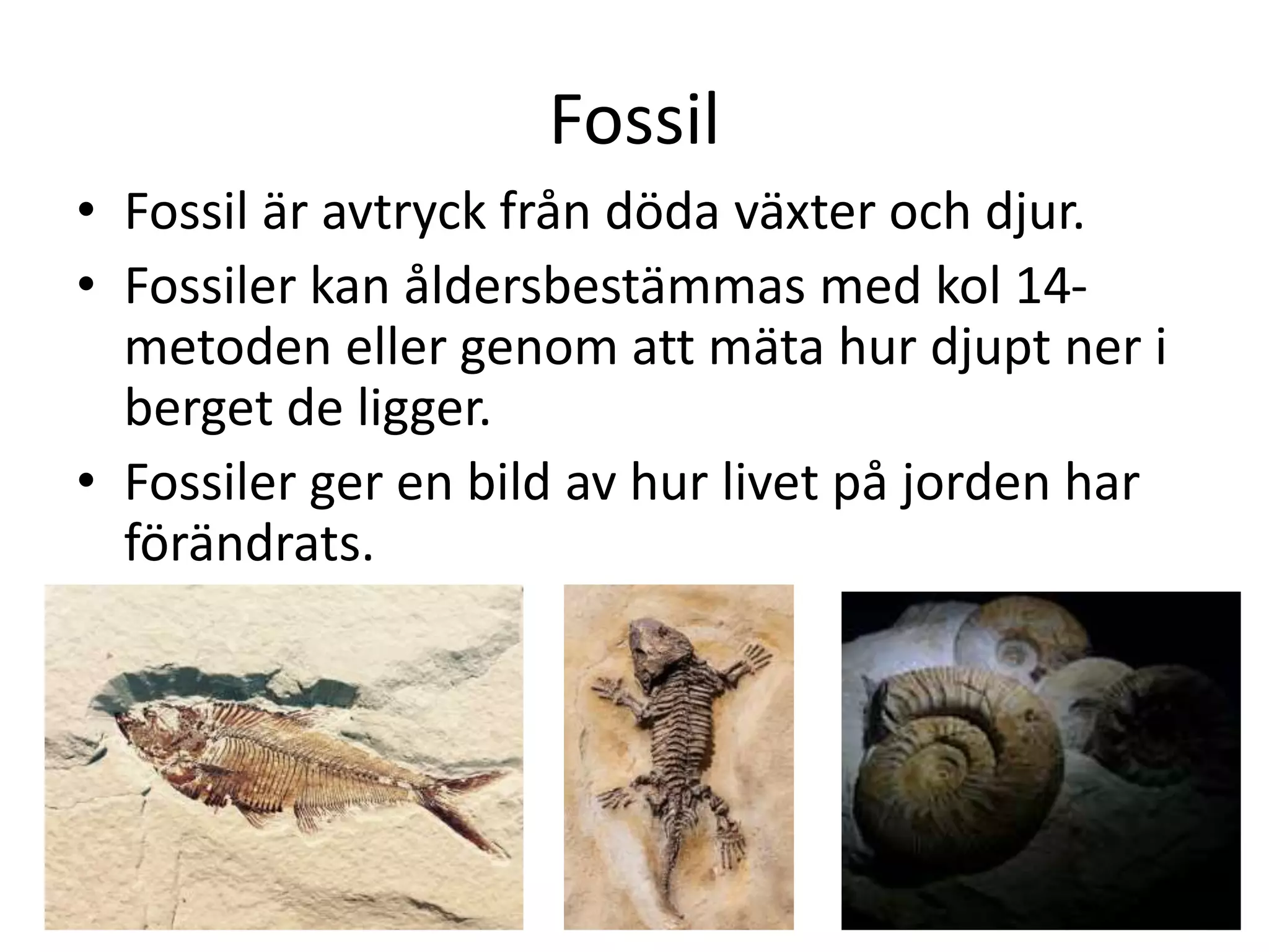 Lena Koinberg | Biologi: Evolution | PPTX