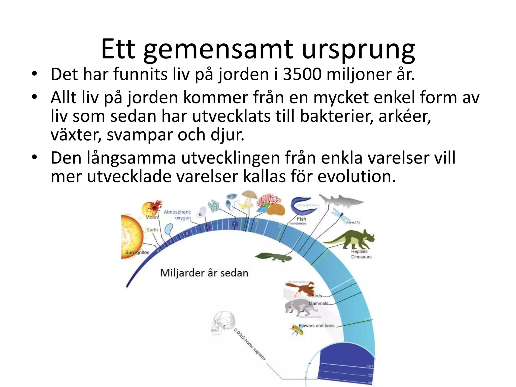 Lena Koinberg | Biologi: Evolution | PPTX