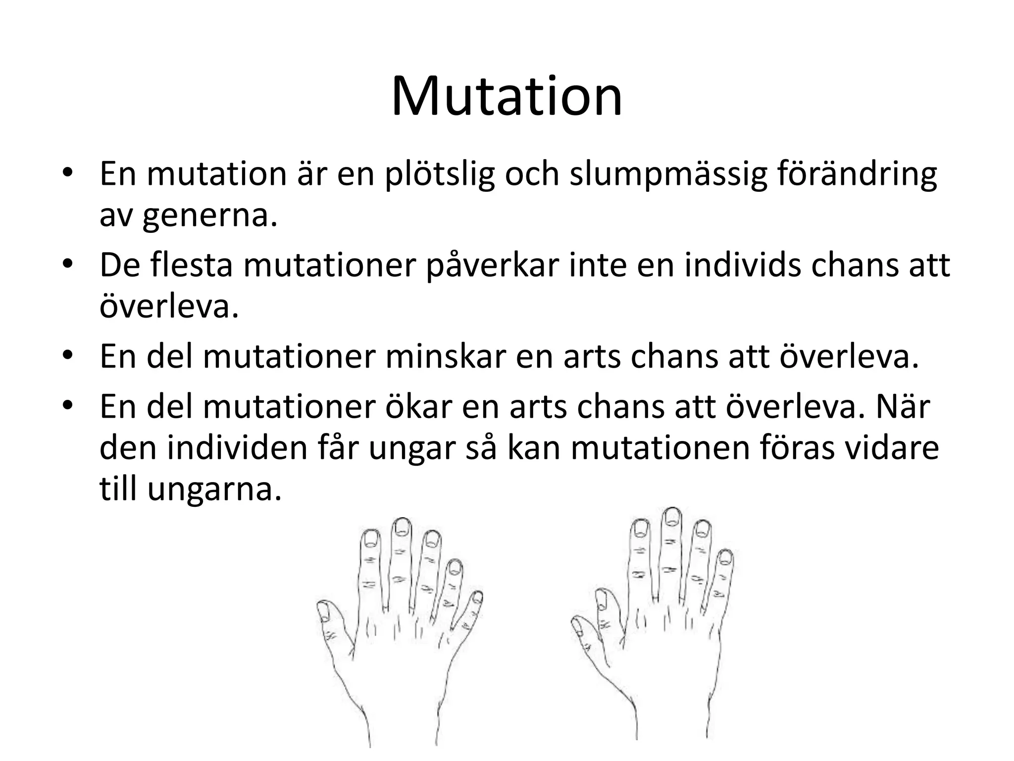 Lena Koinberg | Biologi: Evolution | PPTX