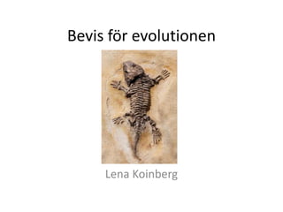 Lena Koinberg | Biologi: Evolution | PPTX
