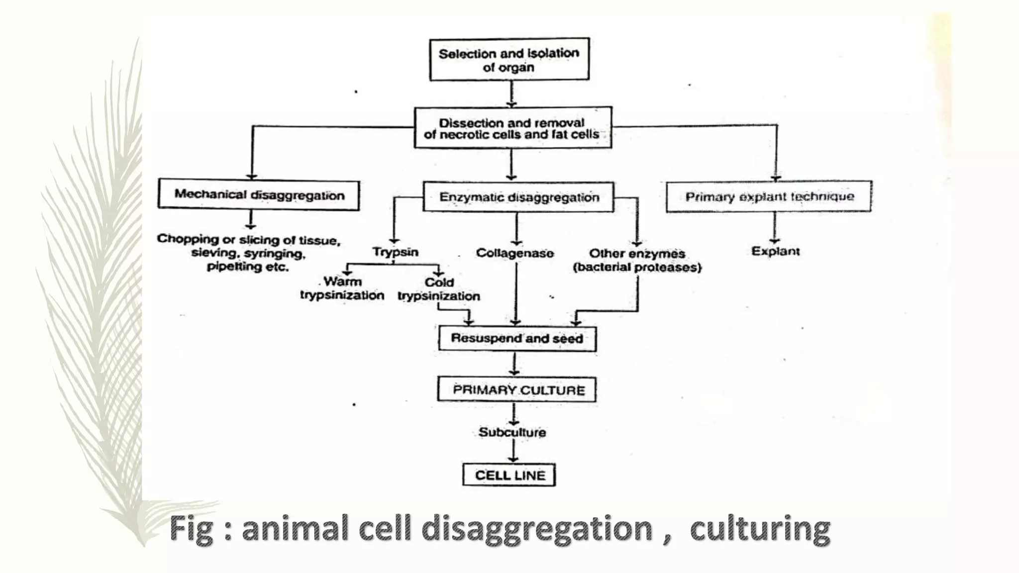 Animal cell culture technique : overview & procedures | PPTX
